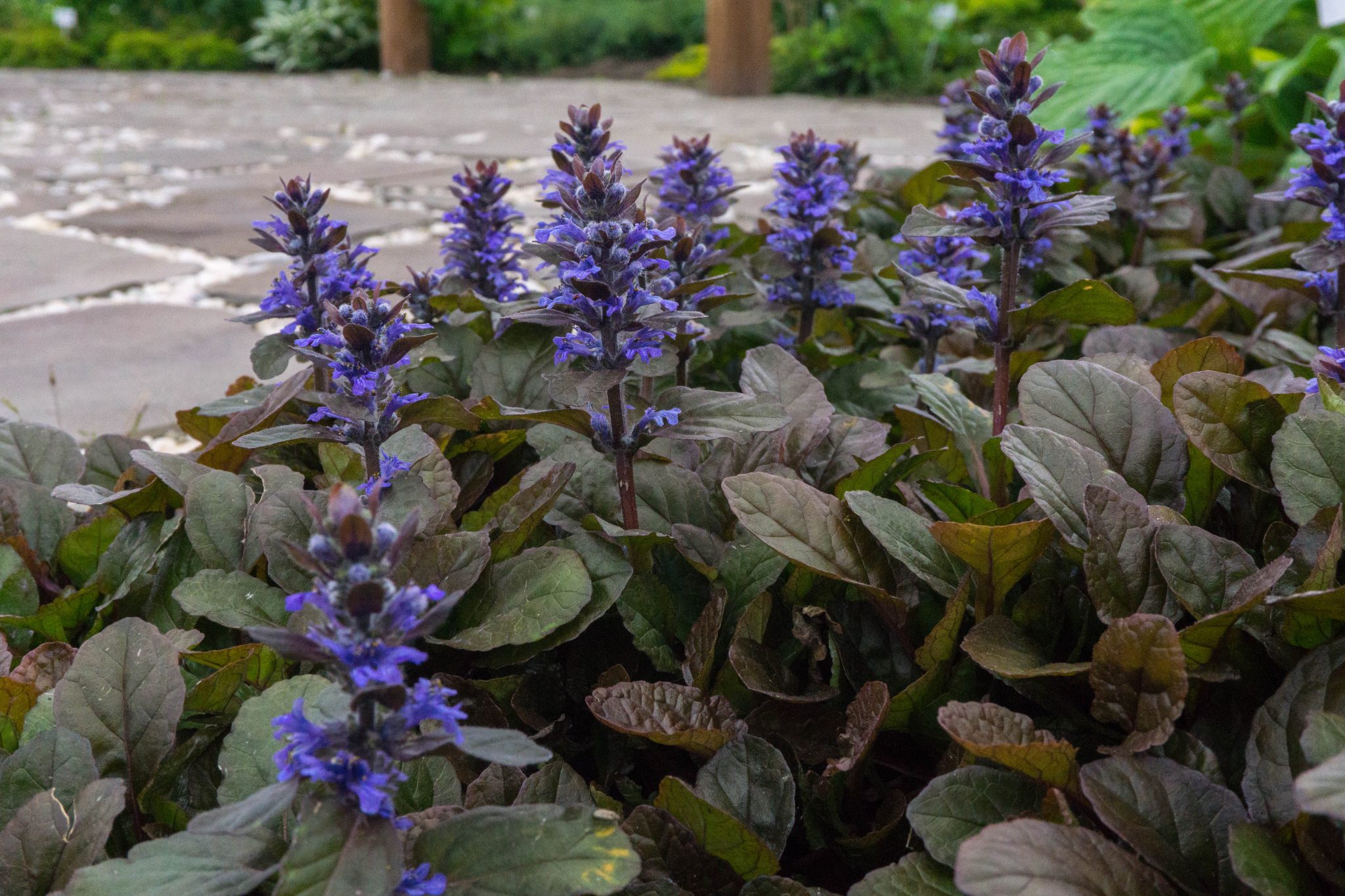 Rönsyakankaali | Ajuga reptans 'Atropurpurea' | PuutarhaNikkarit