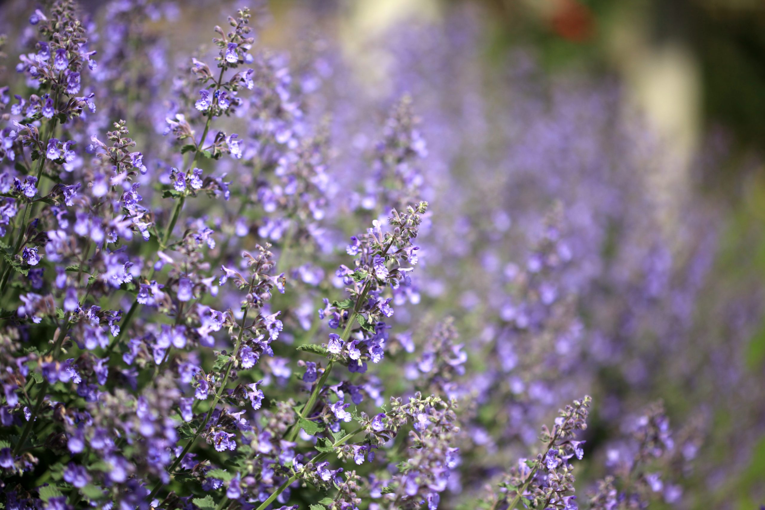 Kaikki ruusuista I Ruusut I PuutarhaNikkarit I Espoo I Helsinki