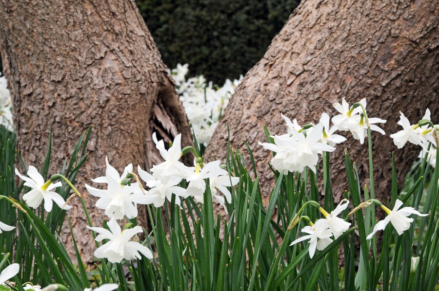 Narsissi Triandrus Thalia 5 kpl/pss - PuutarhaNikkarit